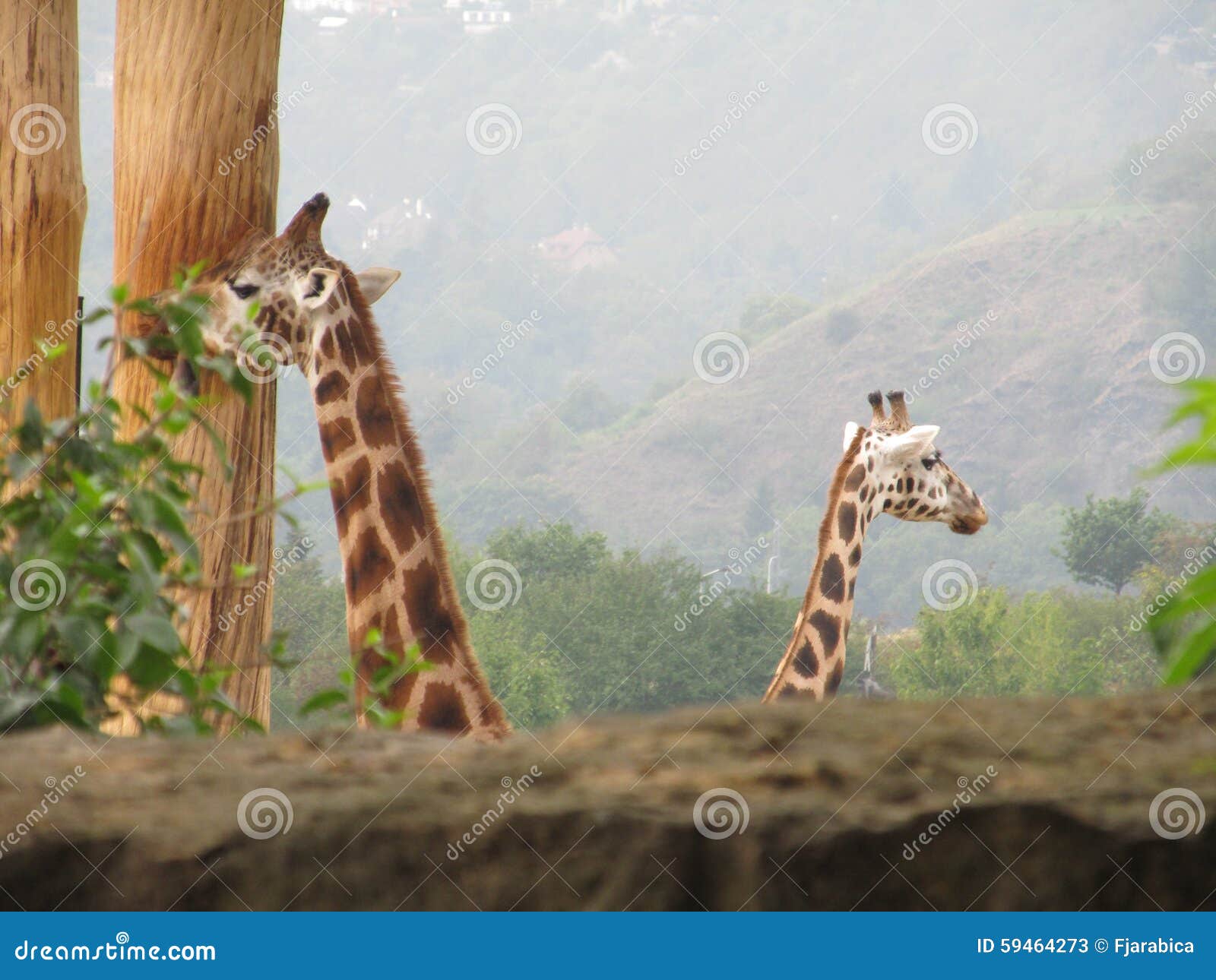 Giraffes stock image. Image of backdrop, animal, center - 59464273