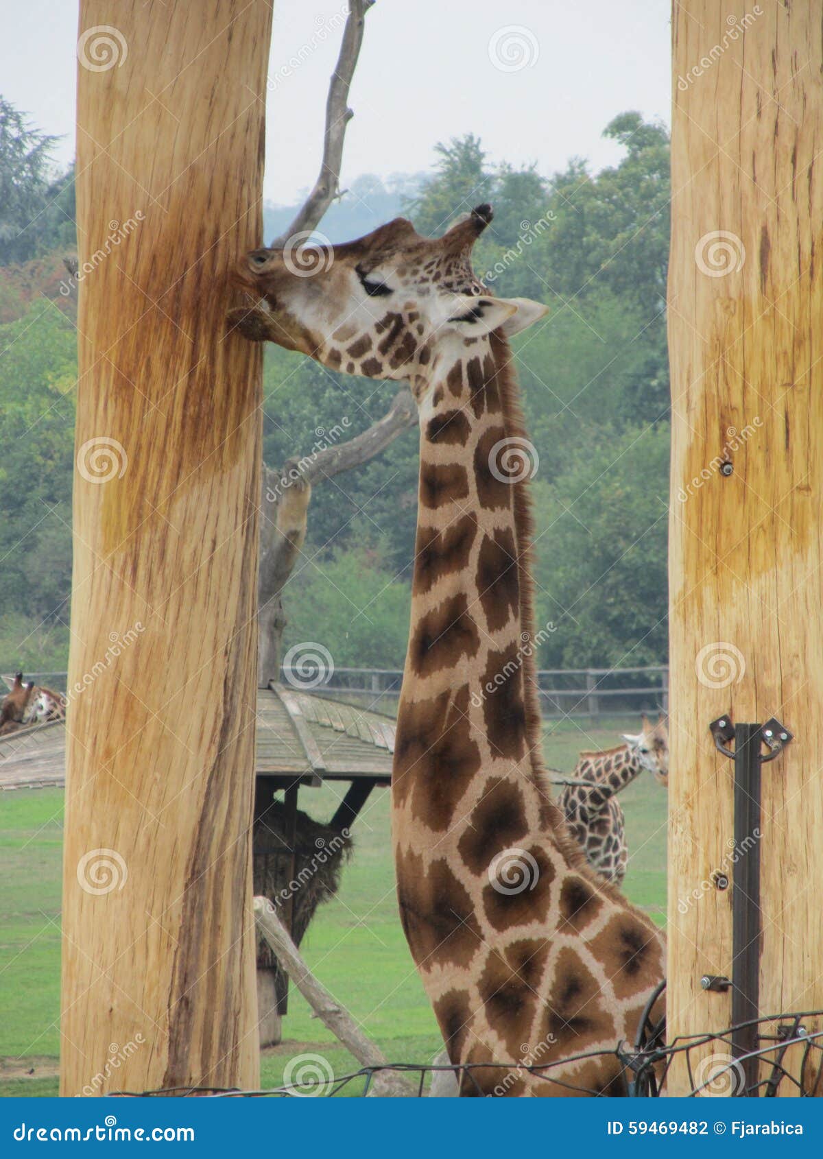 Giraffes stock photo. Image of giraffes, backdrop, pack - 59469482