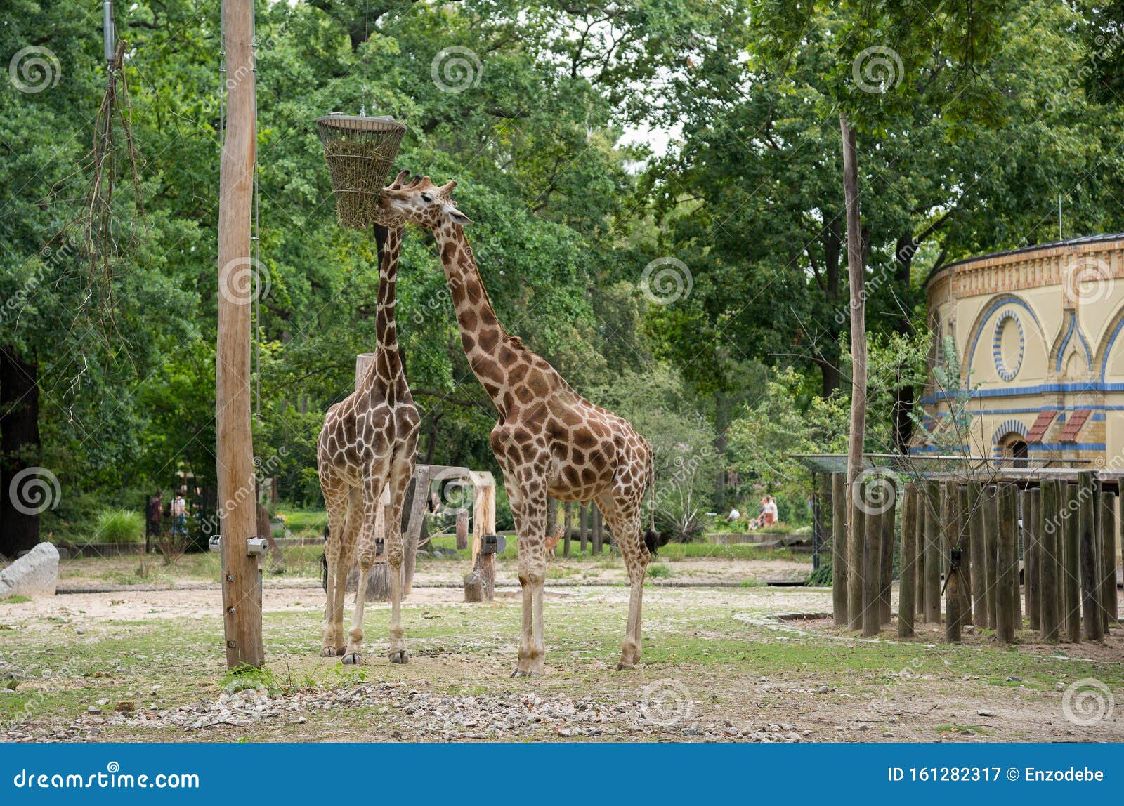Giraffes at the Berlin Zoo - Germany Editorial Photography - Image of ...