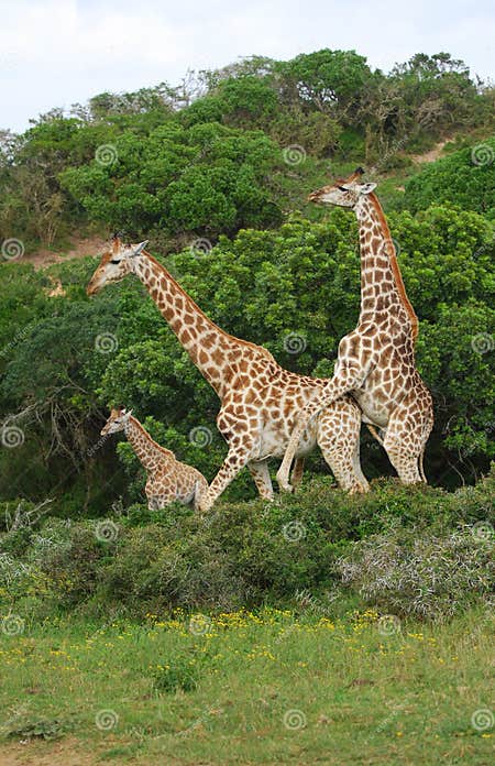 Giraffes breeding stock photo. Image of park, calf, africa - 21048080