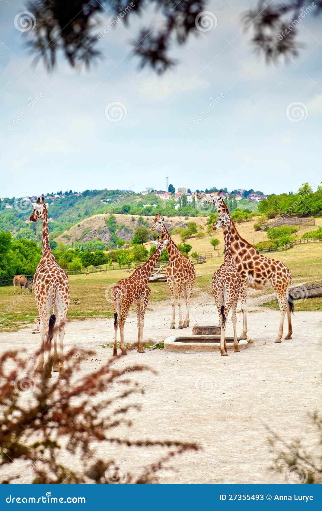 Giraffes through Bushes stock image. Image of food, giraffes - 27355493