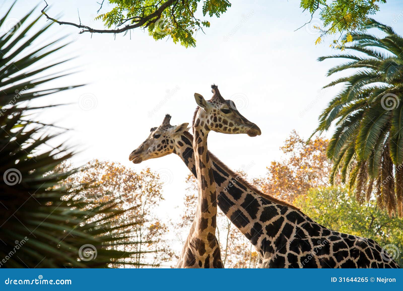Giraffes couple stock image. Image of herbivorous, giraffa - 31644265