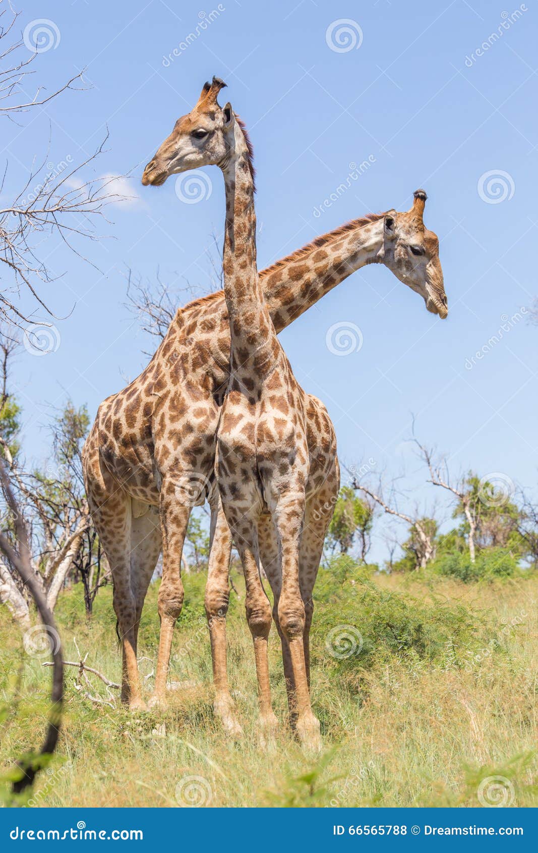 Giraffes crossed stock photo. Image of neck, game, reserve - 66565788