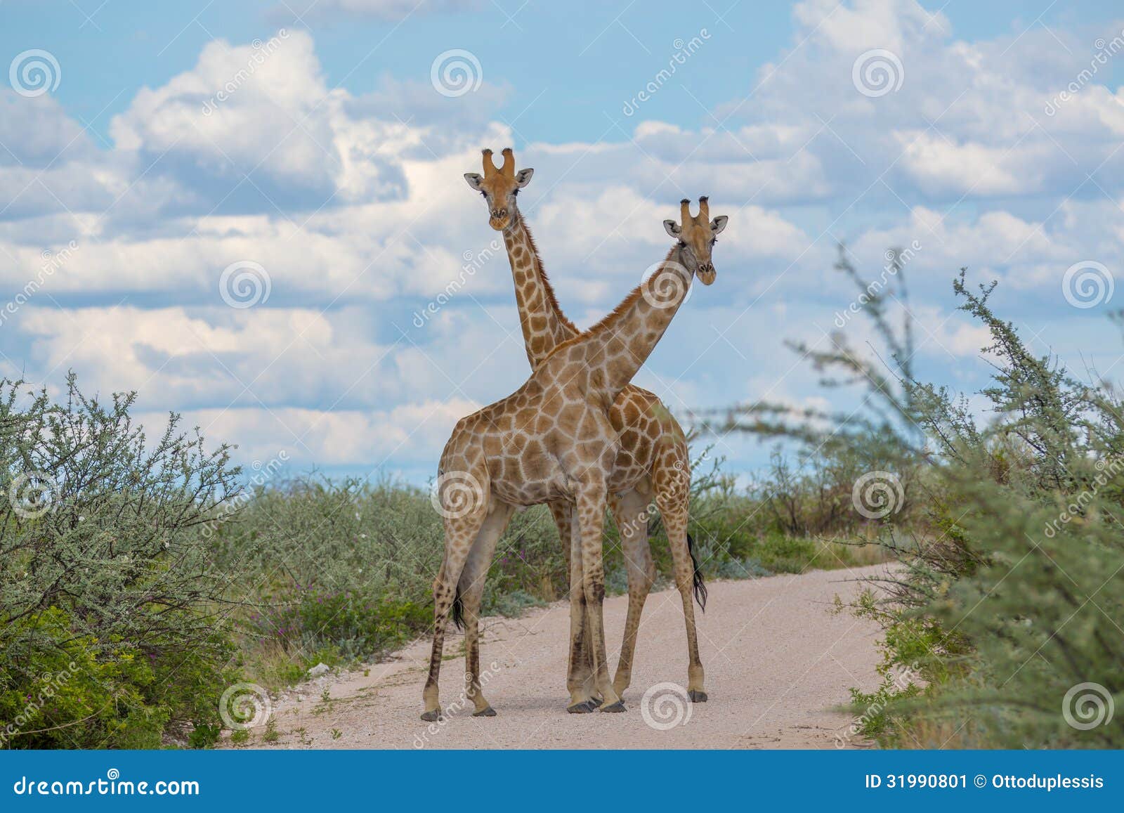 Giraffes crossing necks stock image. Image of head, brown - 31990801