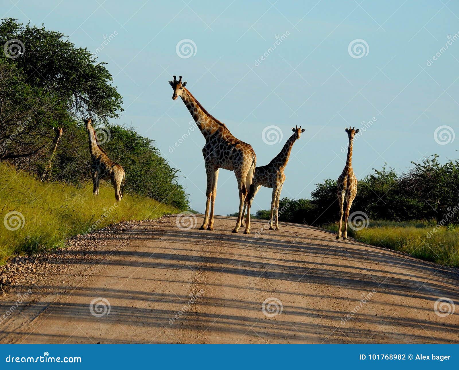 Giraffes crossing the road stock photo. Image of mammals - 101768982