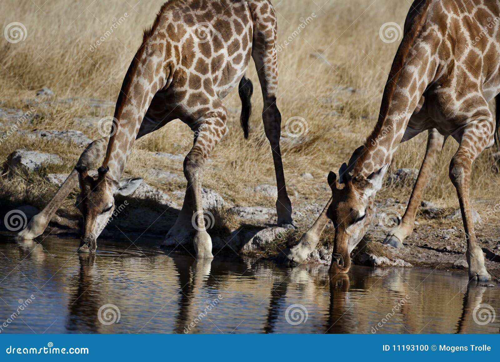 Giraffes drinking stock photo. Image of national, namibia - 11193100