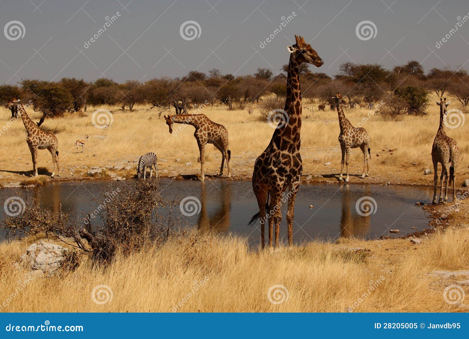 Giraffes at drinking pool stock image. Image of neck - 28205005