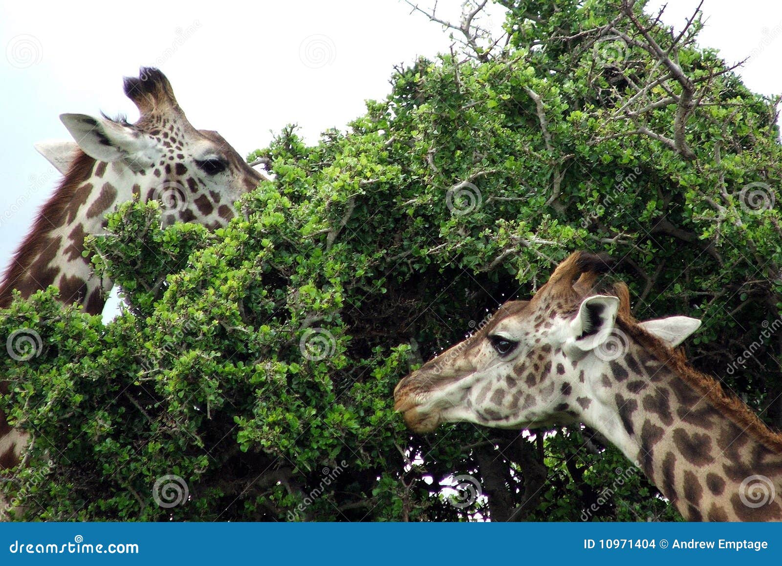 Giraffes Eating stock photo. Image of dinner, sole, tree - 10971404