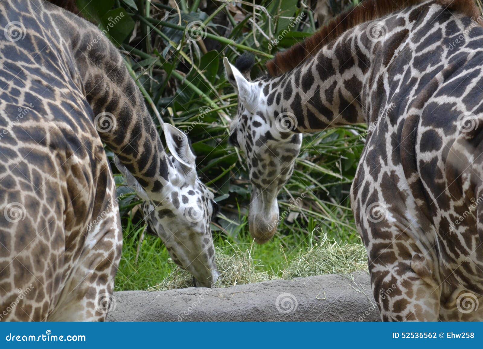 Giraffes Eating Hay stock photo. Image of african, giraffes - 52536562