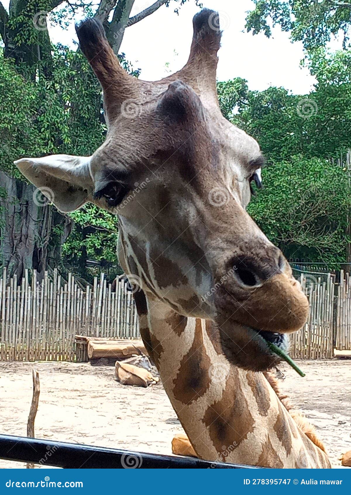 Giraffes Eating and Relaxing at the Zoo Stock Image - Image of eating ...