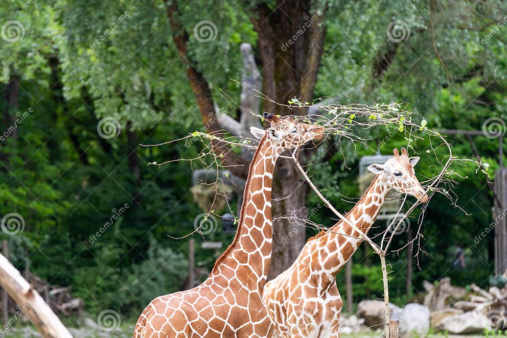 Giraffes in Eating from Tree Stock Image - Image of animal, african ...