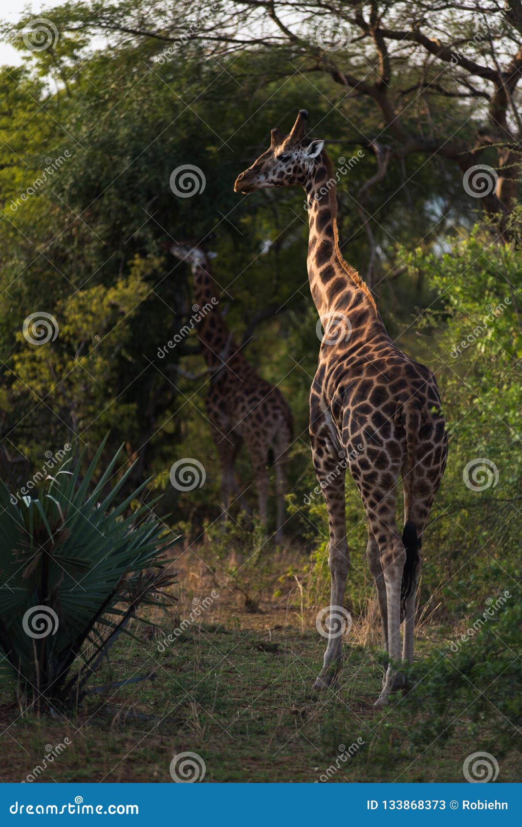Giraffes Eating at the Tree Stock Image - Image of uganda, savannah ...