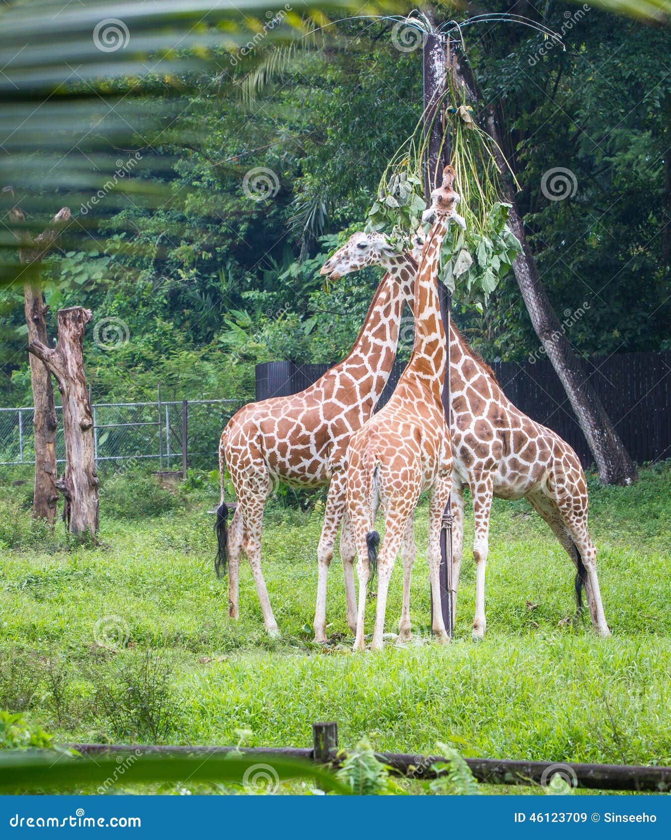 Giraffes stock image. Image of wild, giraffe, neck, eating - 46123709