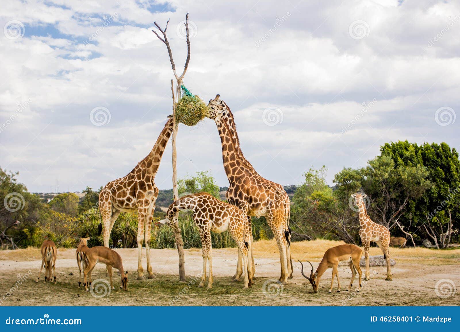 Giraffes eating at a zoo stock image. Image of grass - 46258401