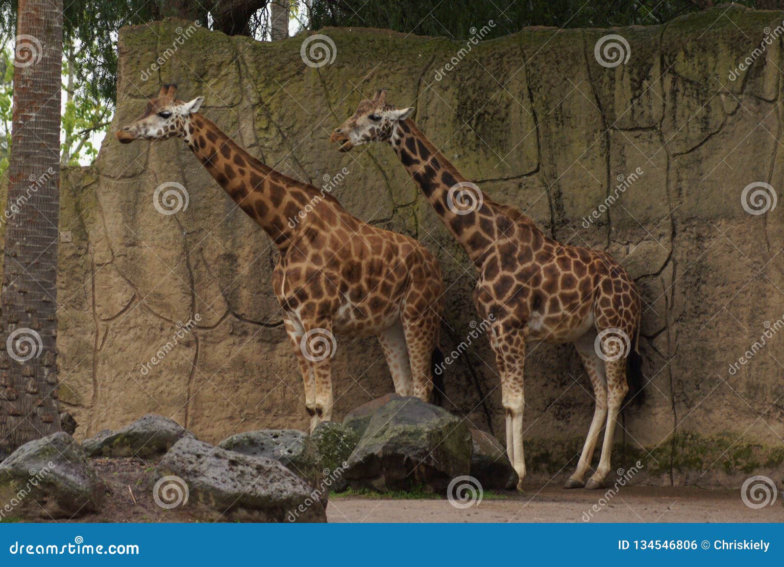 Giraffes in Enclosure stock photo. Image of special - 134546806
