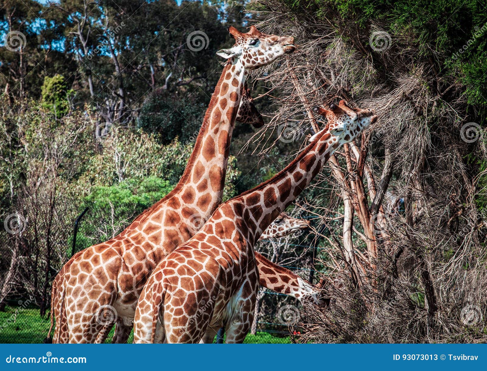 Giraffes Feeding on Acacia Tree Looking Like Four-headed Creature ...