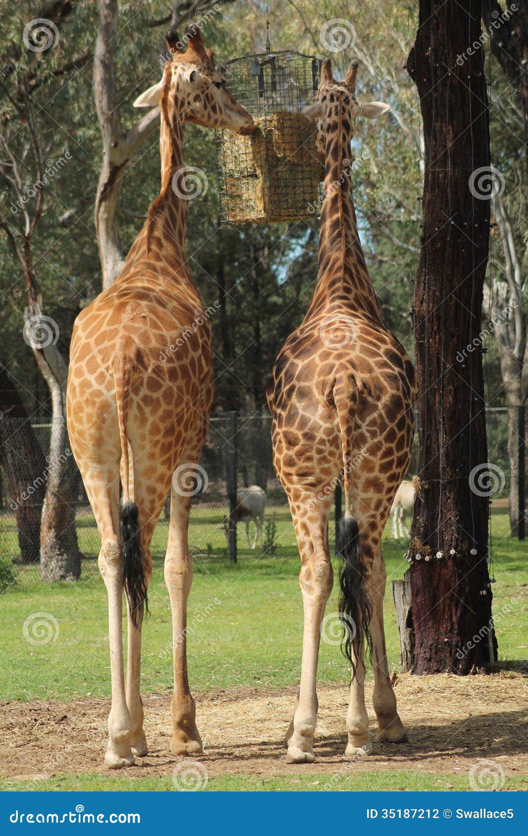 Giraffes Feeding stock photo. Image of african, legs - 35187212
