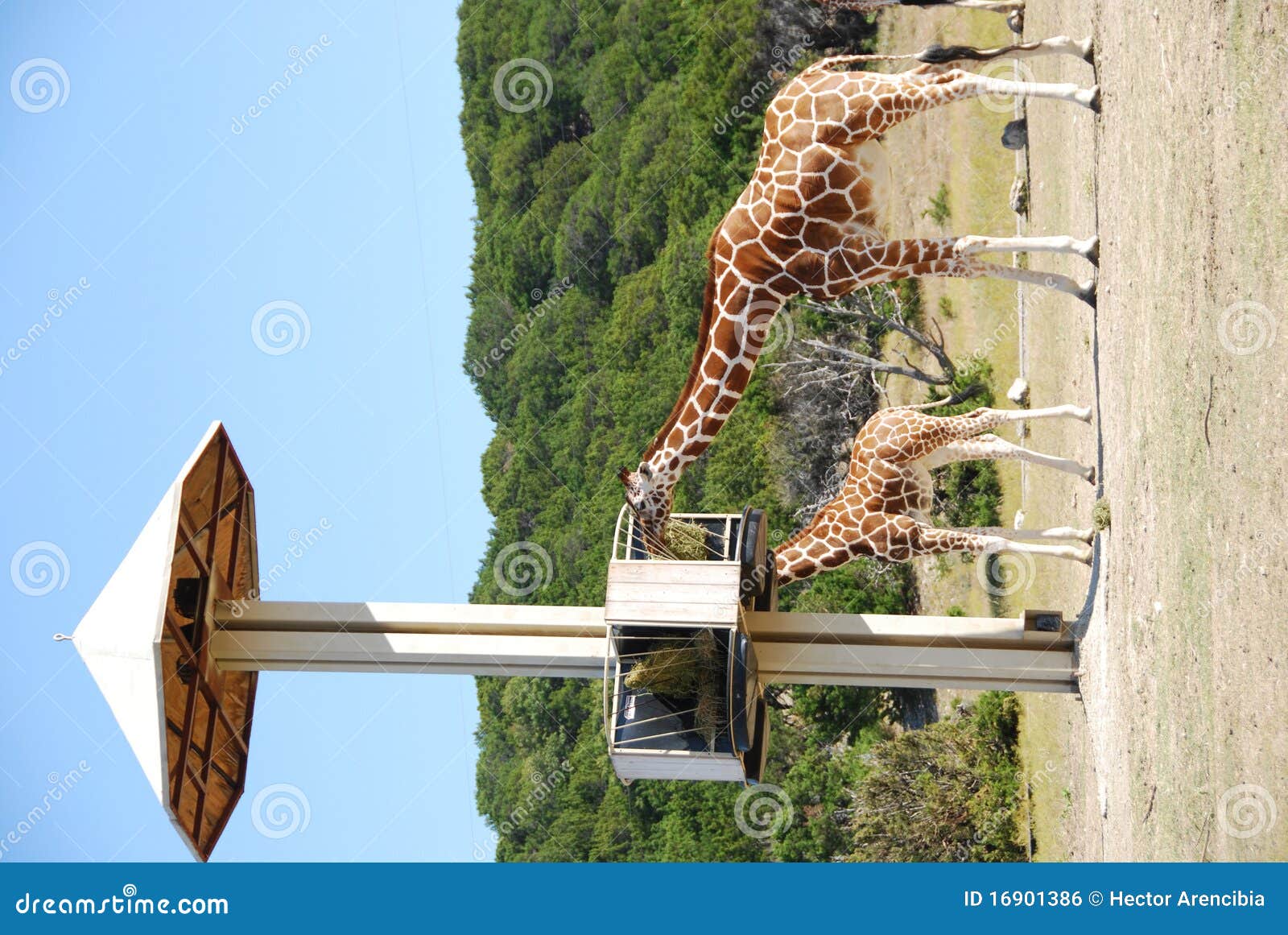 Giraffes at Feeding Station Stock Photo - Image of feeding, patches ...