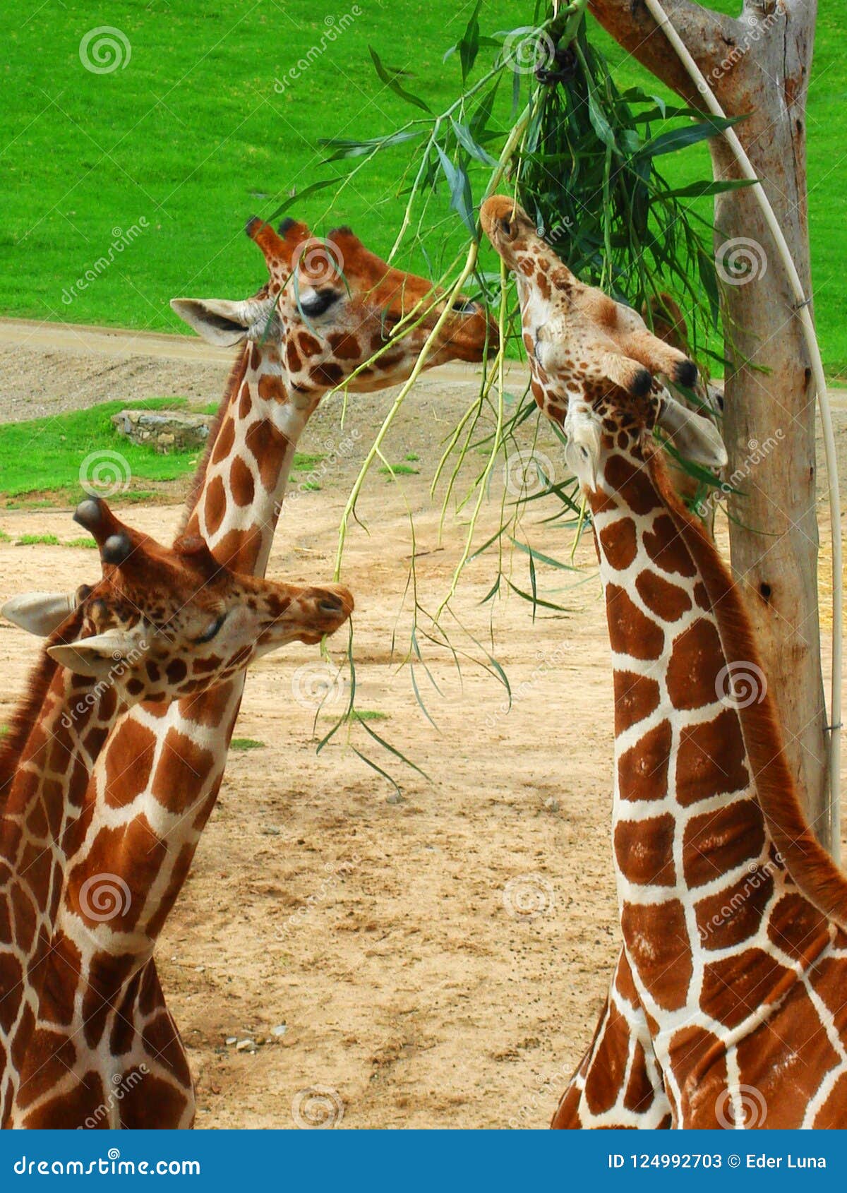 Giraffes Feeding from a Tall Tree Stock Image - Image of africa, cute ...