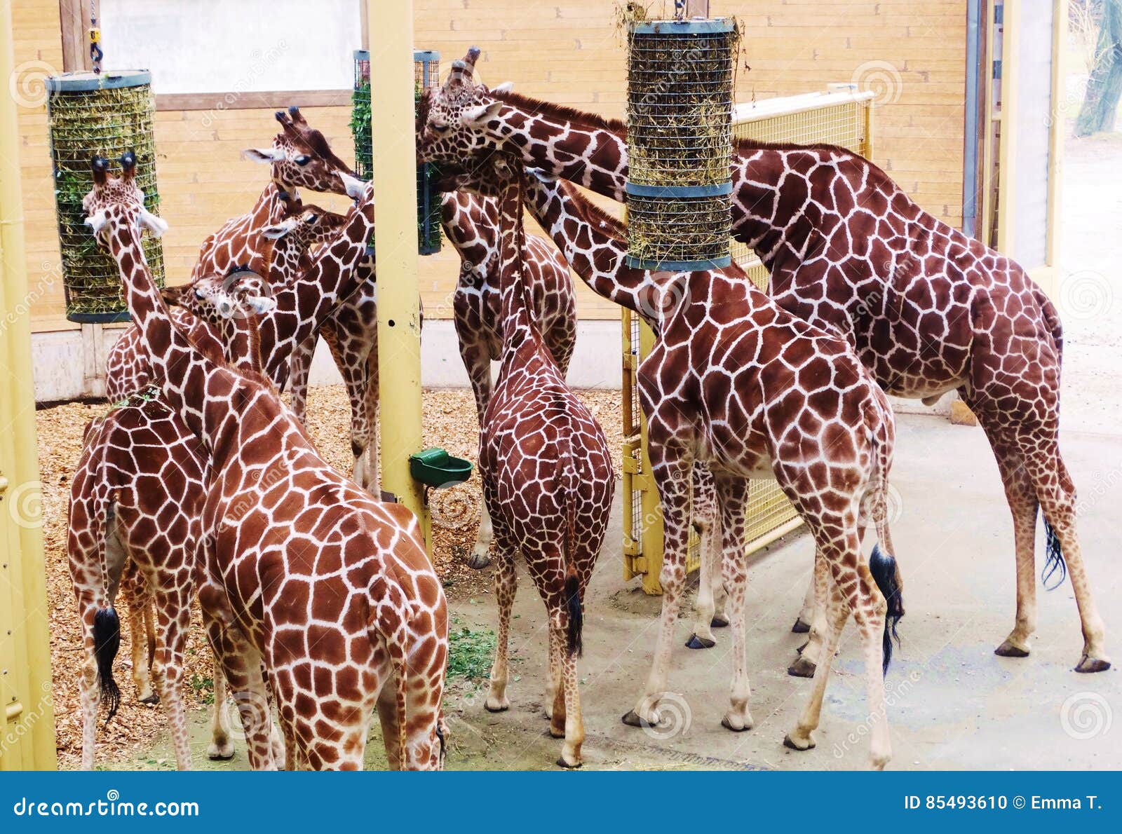 Giraffes Feeding Time in the Zoo Stock Photo - Image of grass, head ...