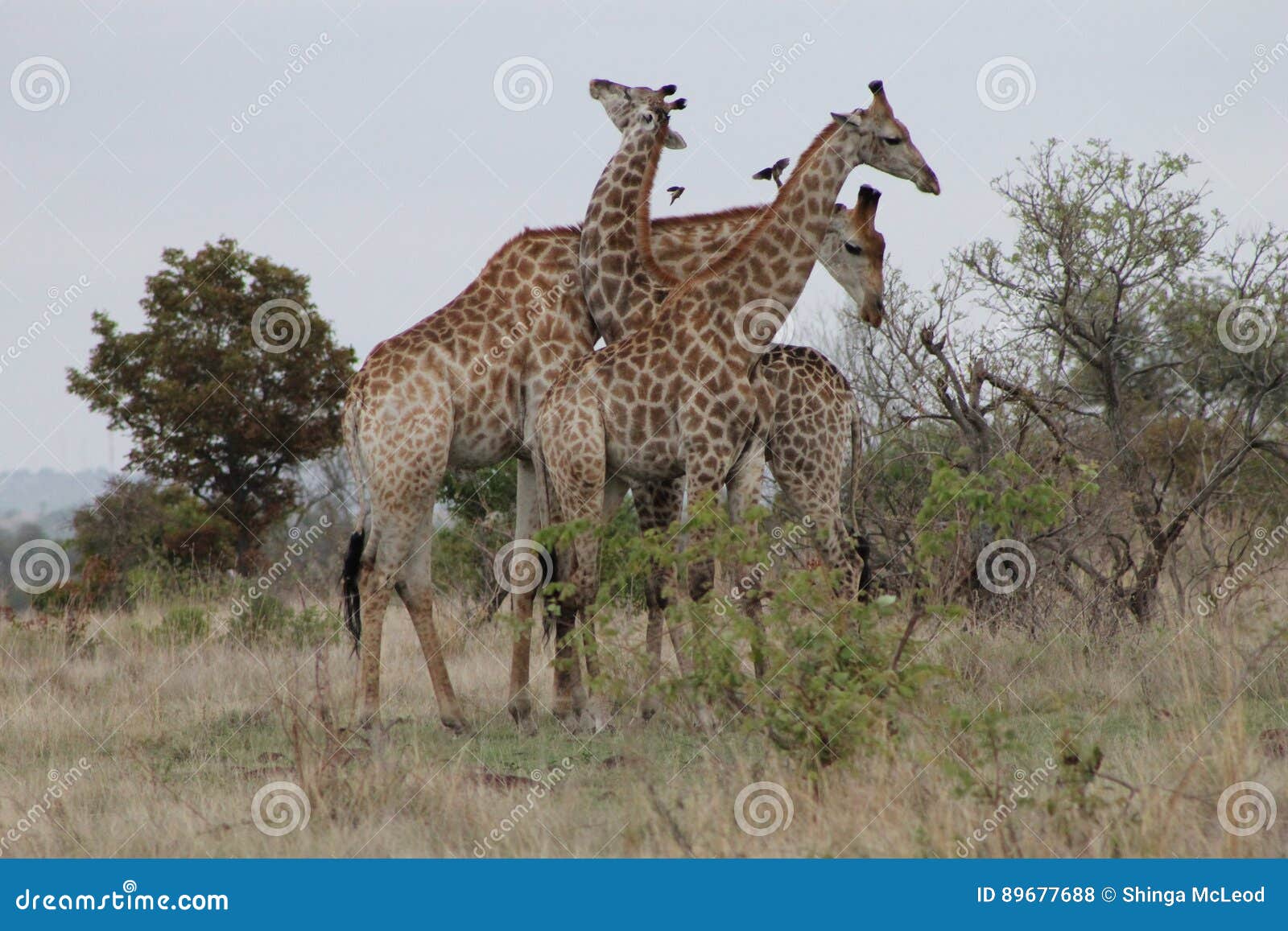 Giraffes fighting stock photo. Image of mane, male, fighting - 89677688