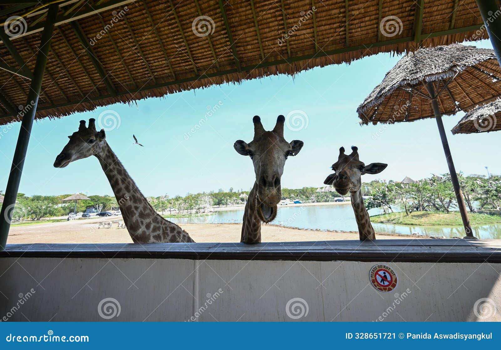Giraffes Gathering Under Zoo Canopy Roof Stock Image - Image of side ...