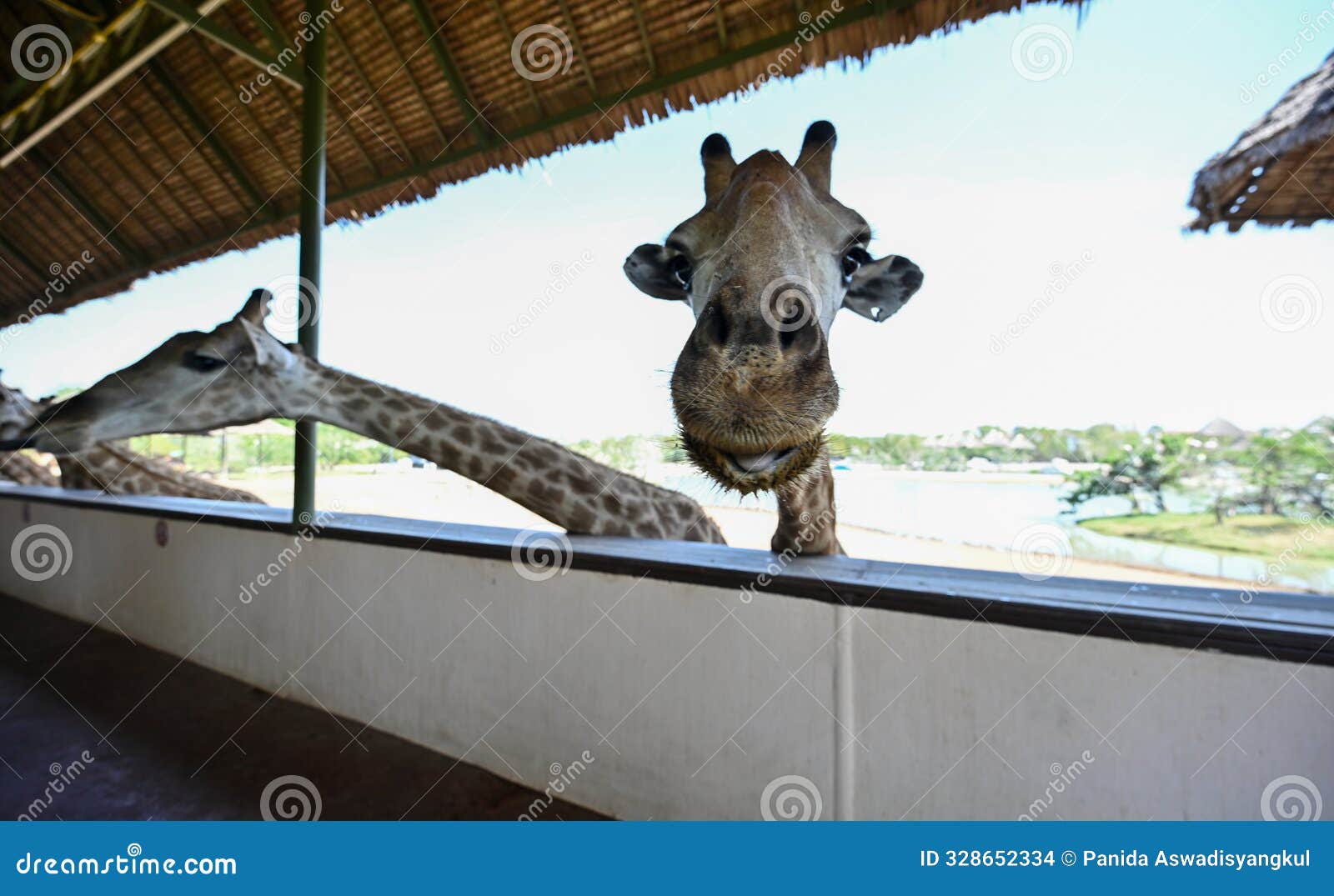 Giraffes Gathering Under Zoo Canopy Roof Stock Photo - Image of safari ...
