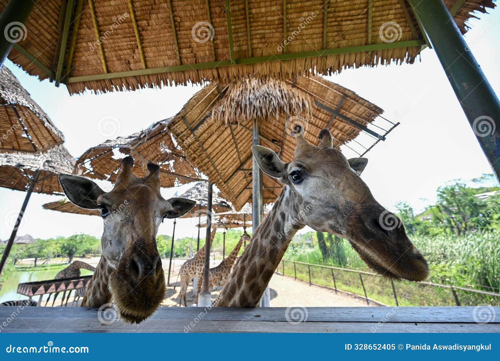 Giraffes Gathering Under Zoo Canopy Roof Stock Image - Image of grass ...