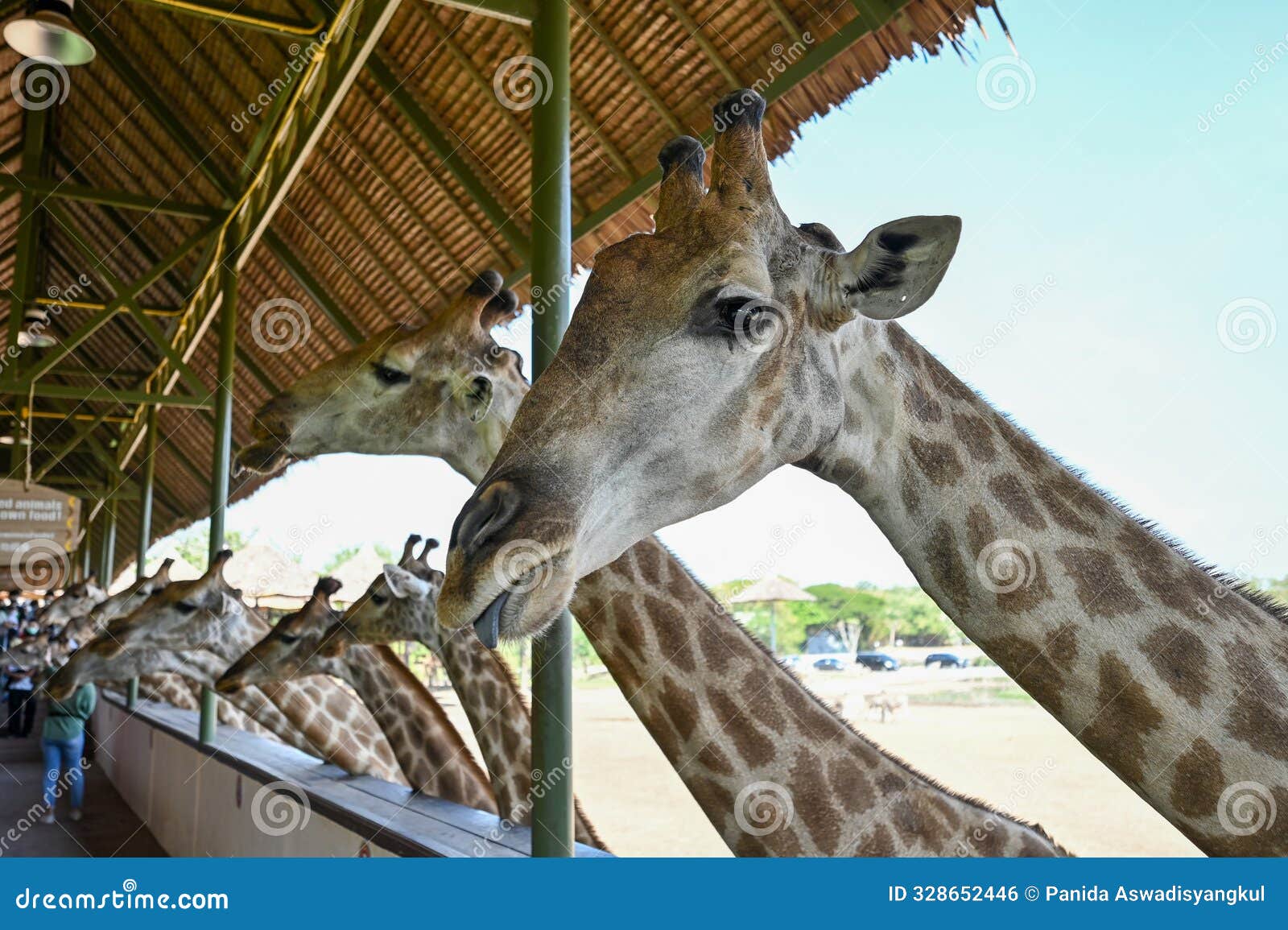 Giraffes Gathering Under Zoo Canopy Roof Stock Photo - Image of ...