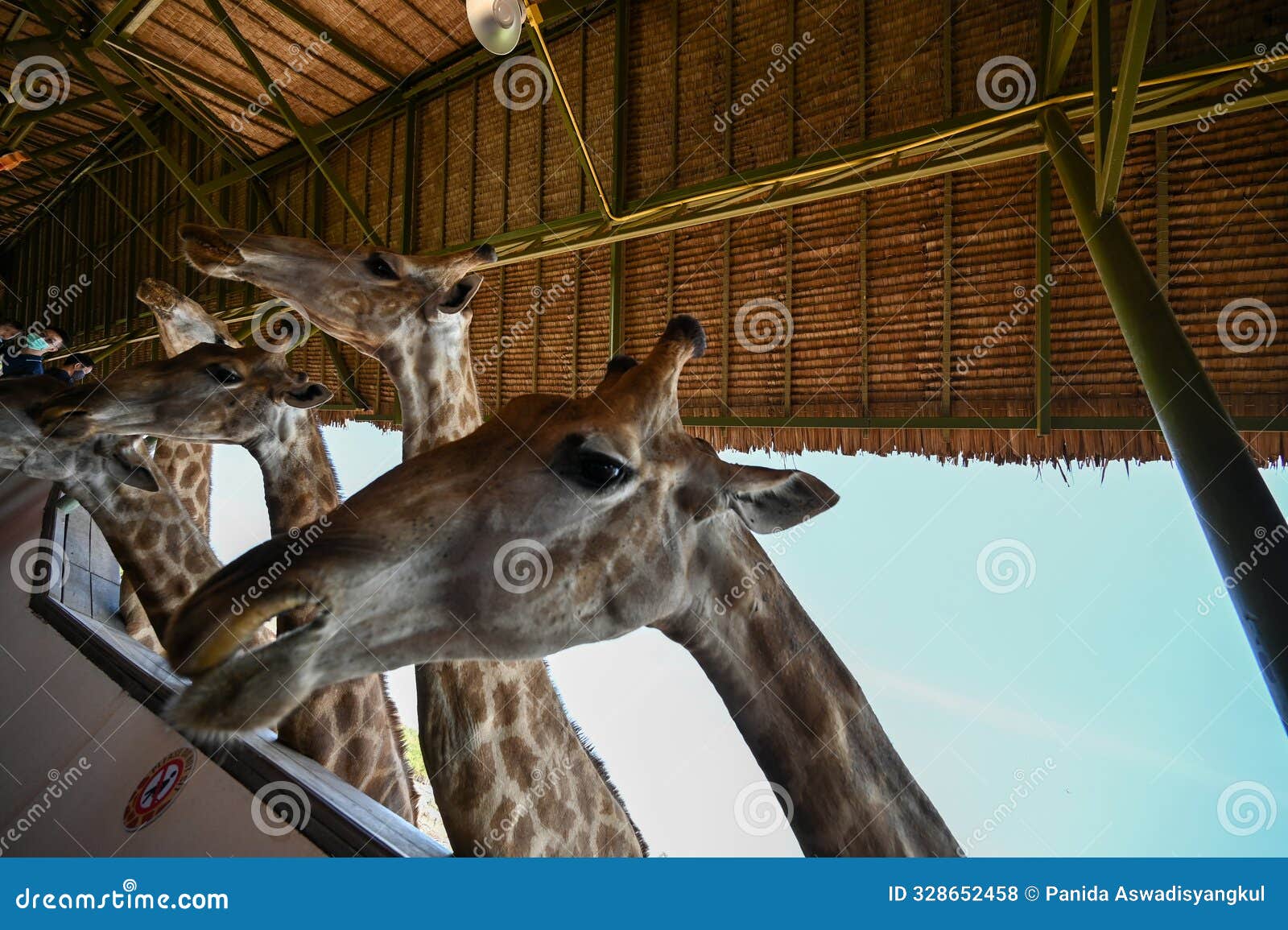 Giraffes Gathering Under Zoo Canopy Roof Stock Photo - Image of animals ...
