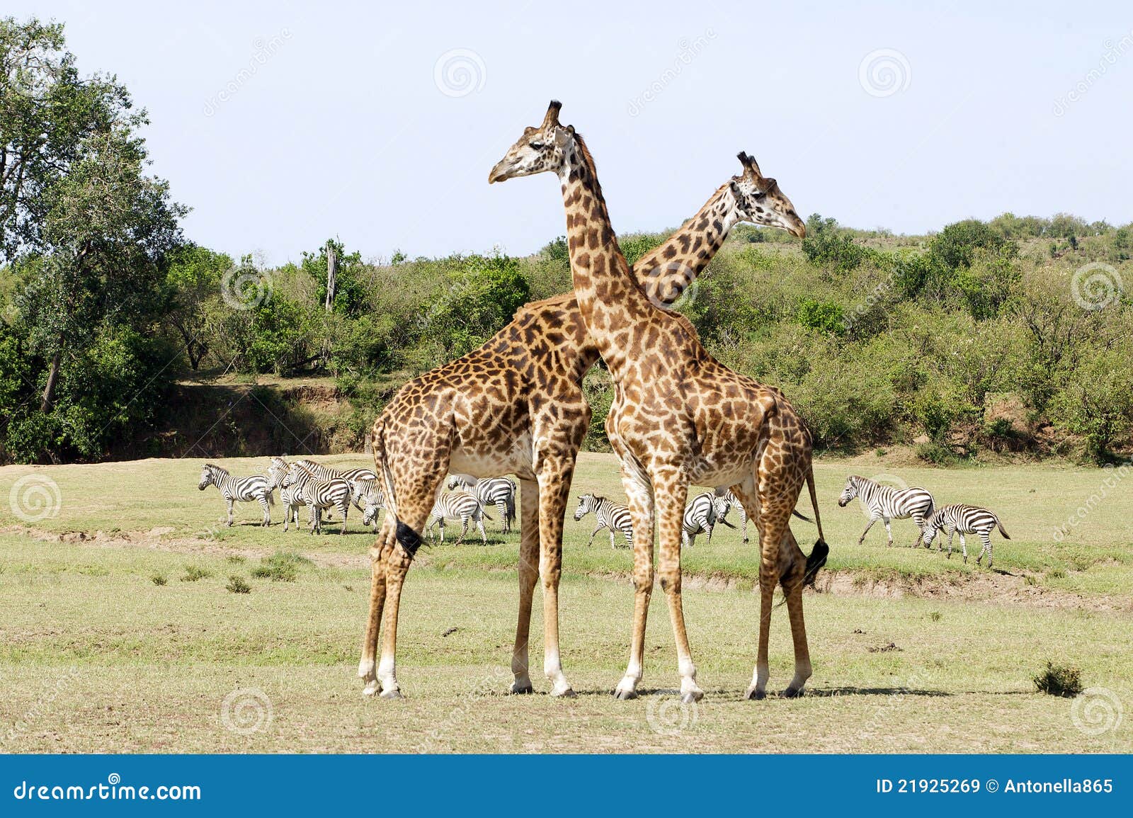 Giraffes (Giraffa Camelopardalis) Masai Race Stock Image - Image of ...