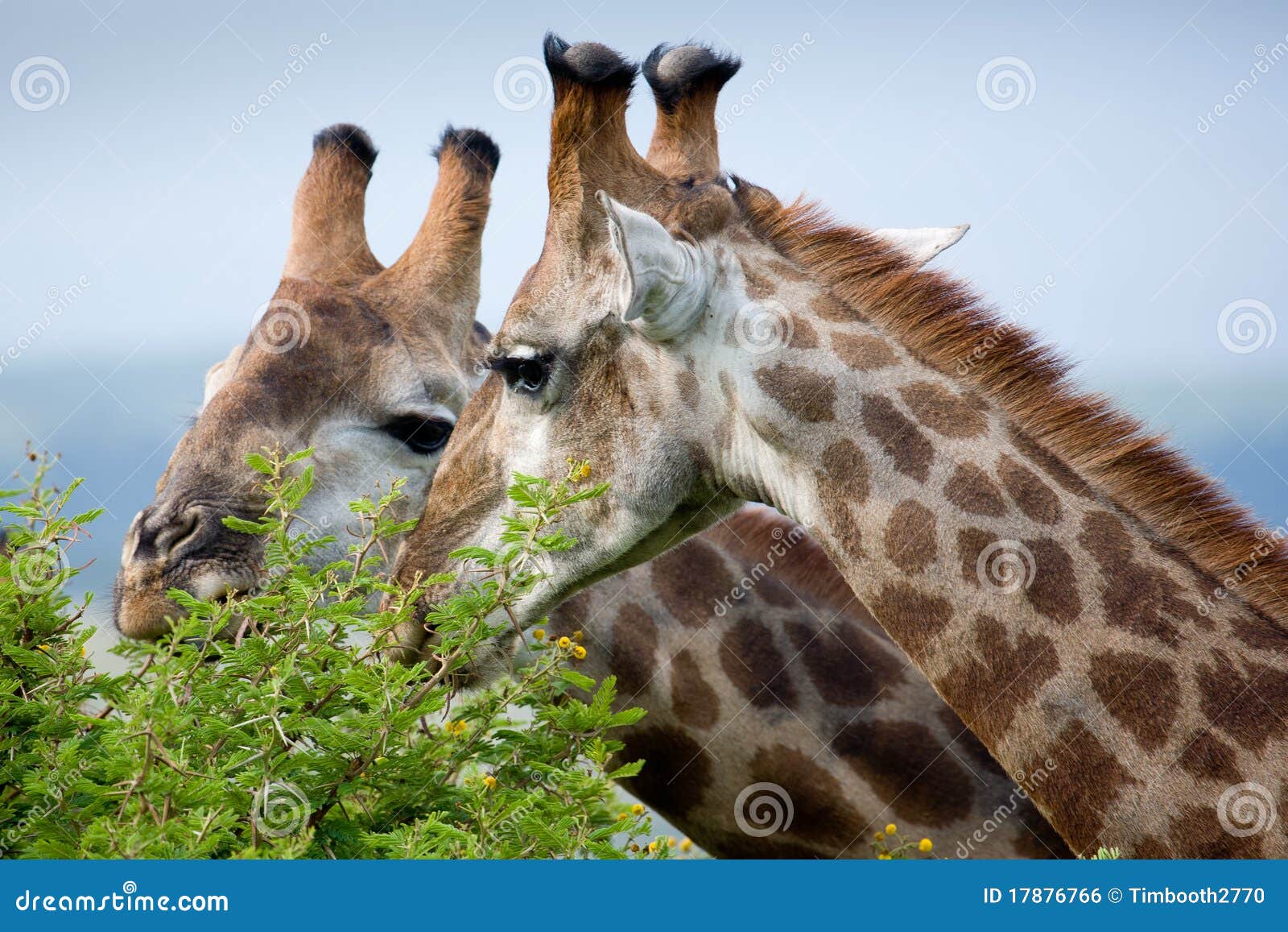 Giraffes grazing stock photo. Image of africa, animal - 17876766