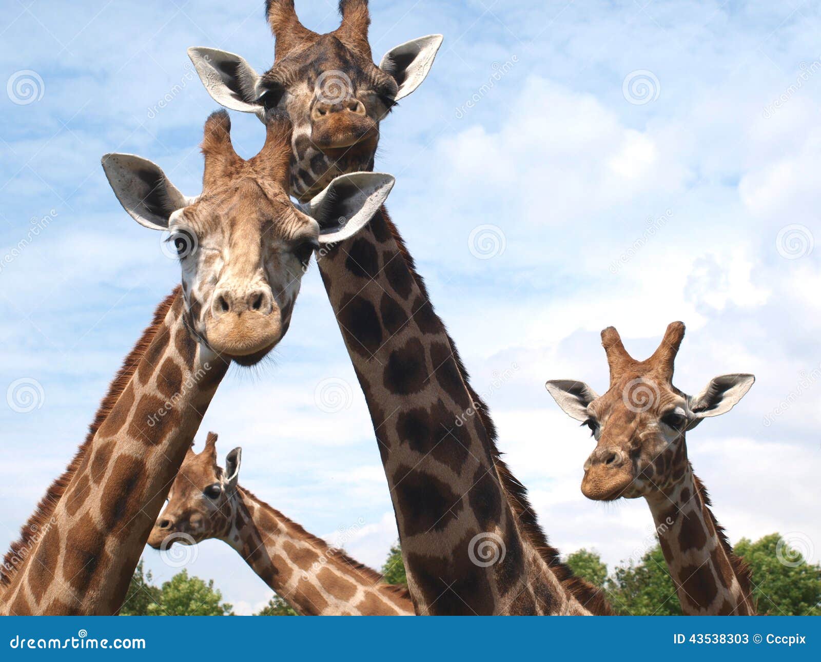 Giraffes group of Four stock image. Image of high, heads - 43538303