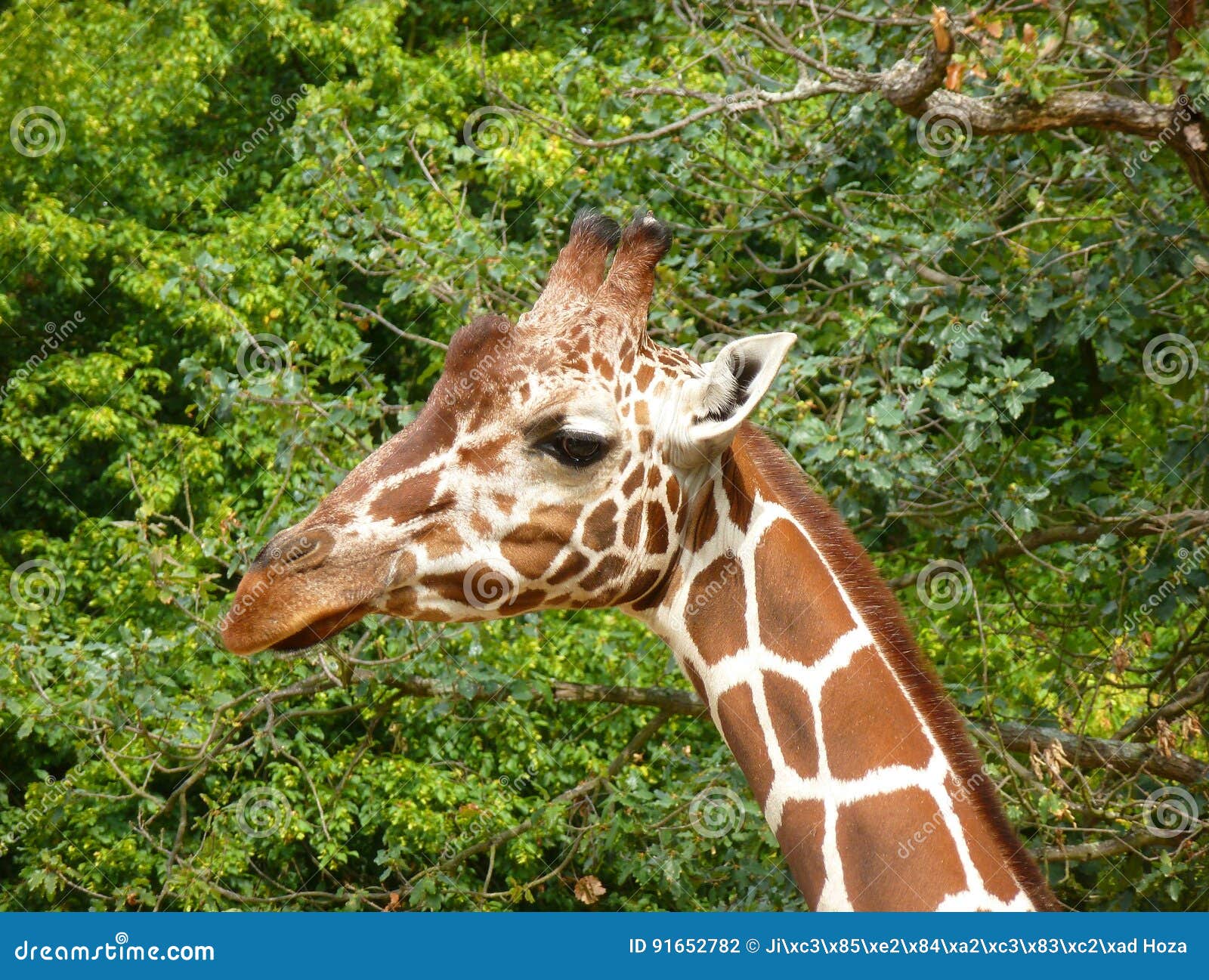 Giraffes Head in Front of Greenery Stock Photo - Image of giraffes ...