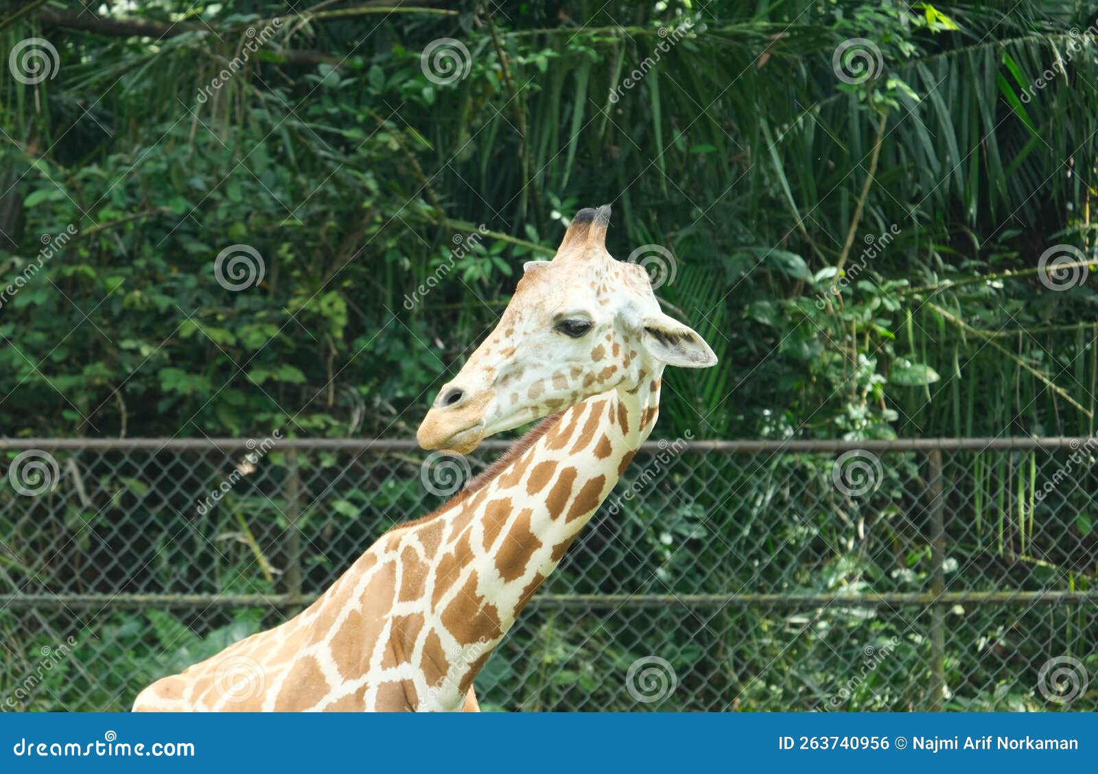 Giraffes Head stock photo. Image of natural, wilderness - 263740956