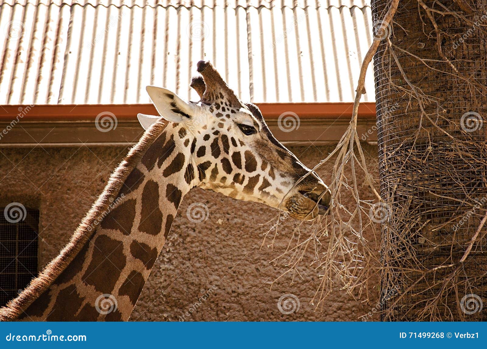 The Giraffes head stock photo. Image of shot, head, australia - 71499268