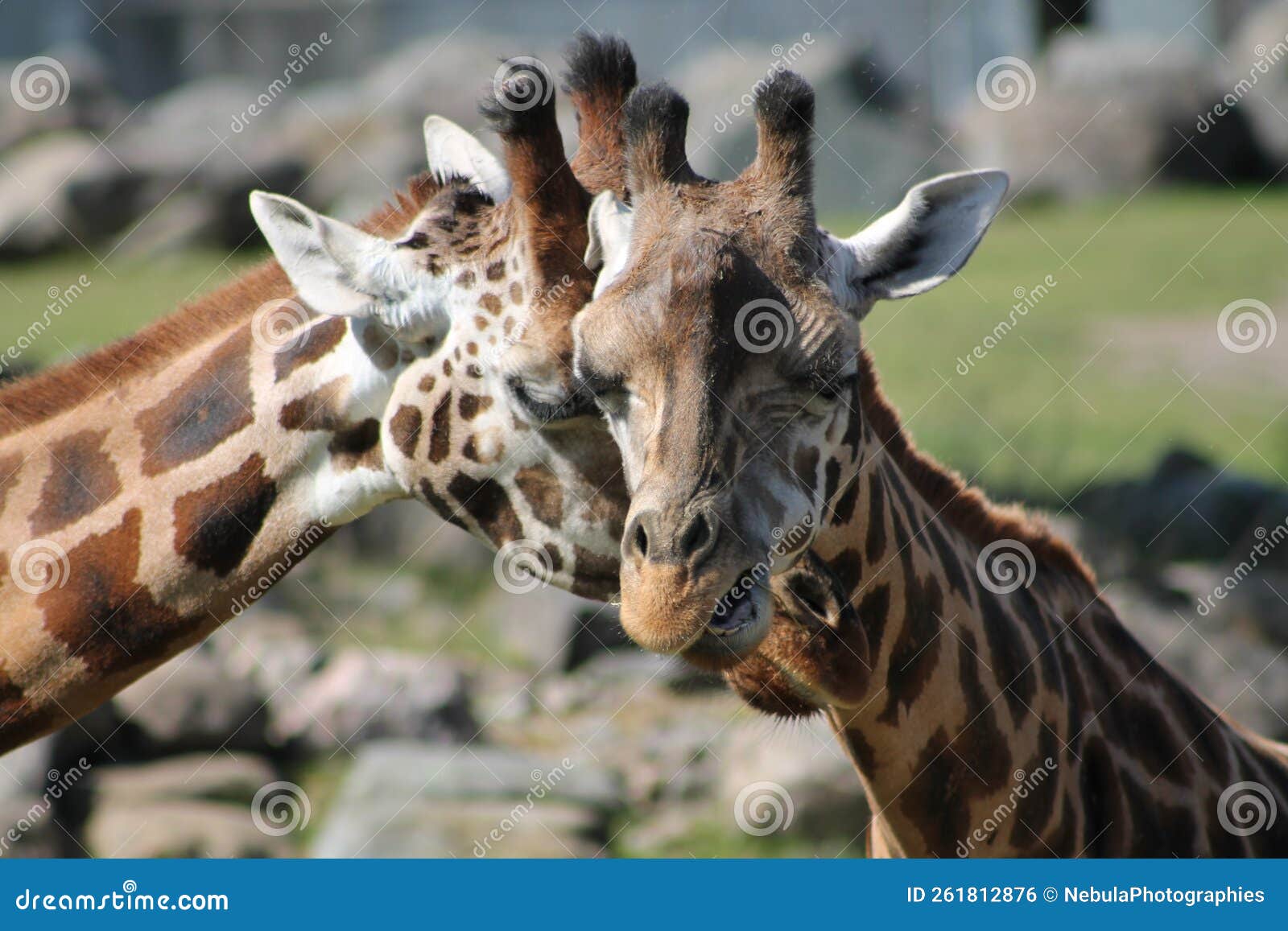 Giraffes Hugging Each Other with Their Eyes Closed Stock Photo - Image ...