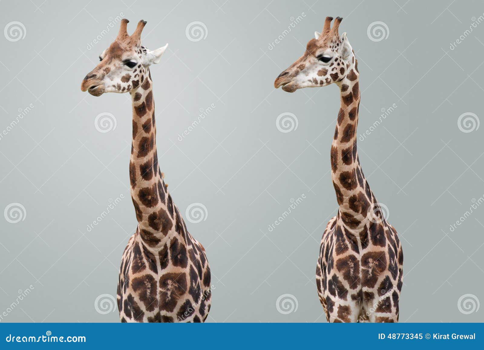 Giraffes Isolated stock image. Image of horned, tail - 48773345