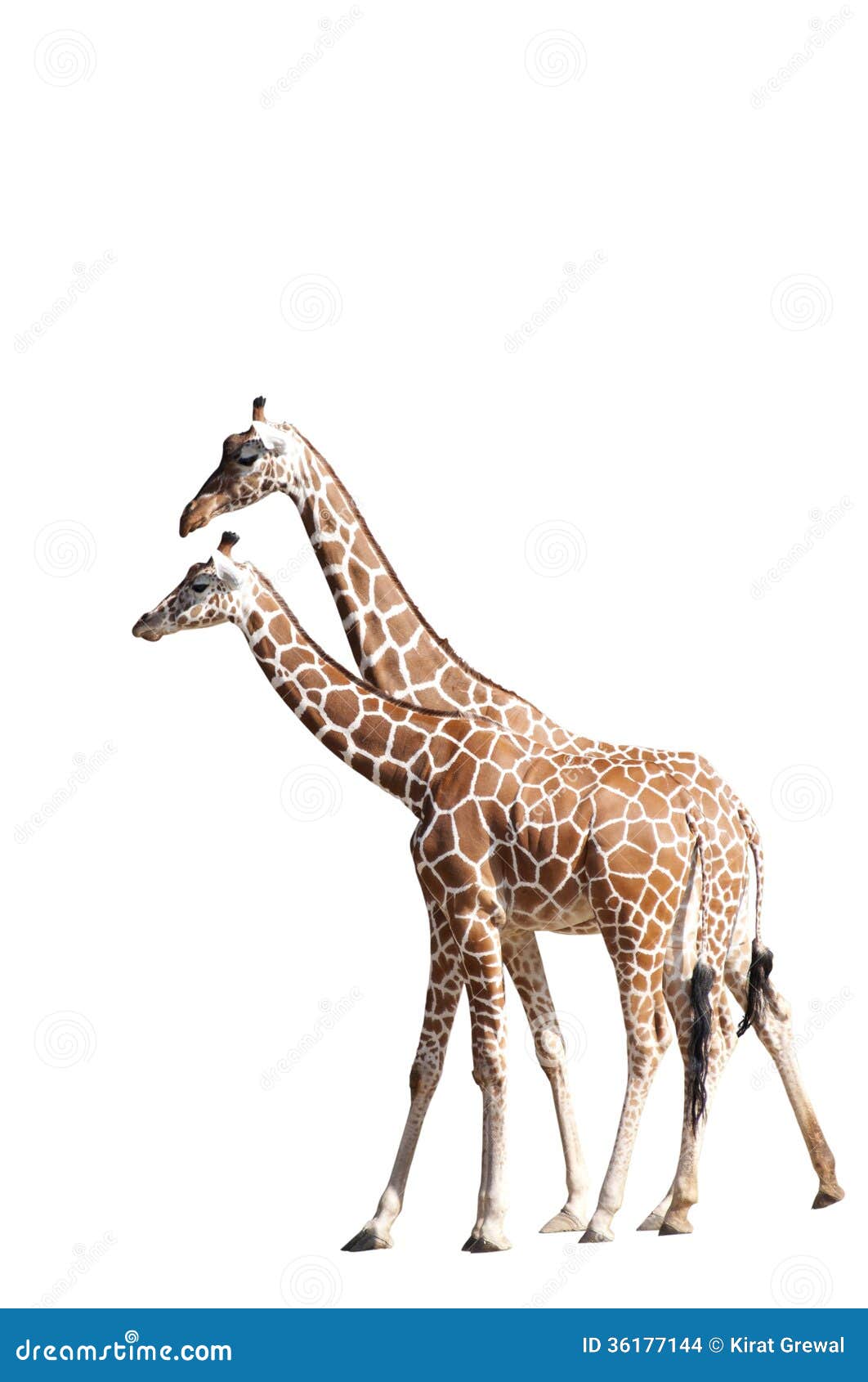 Giraffes Isolated on White stock photo. Image of giraffes - 36177144