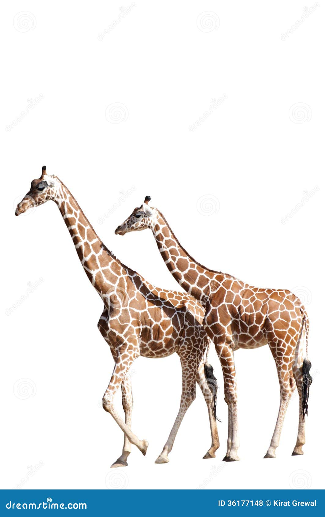 Giraffes Isolated on White stock photo. Image of giraffes - 36177148