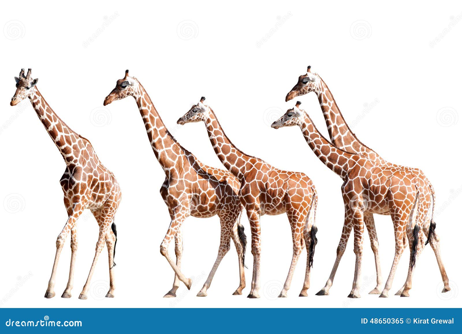 Giraffes Isolated on White stock image. Image of tall - 48650365