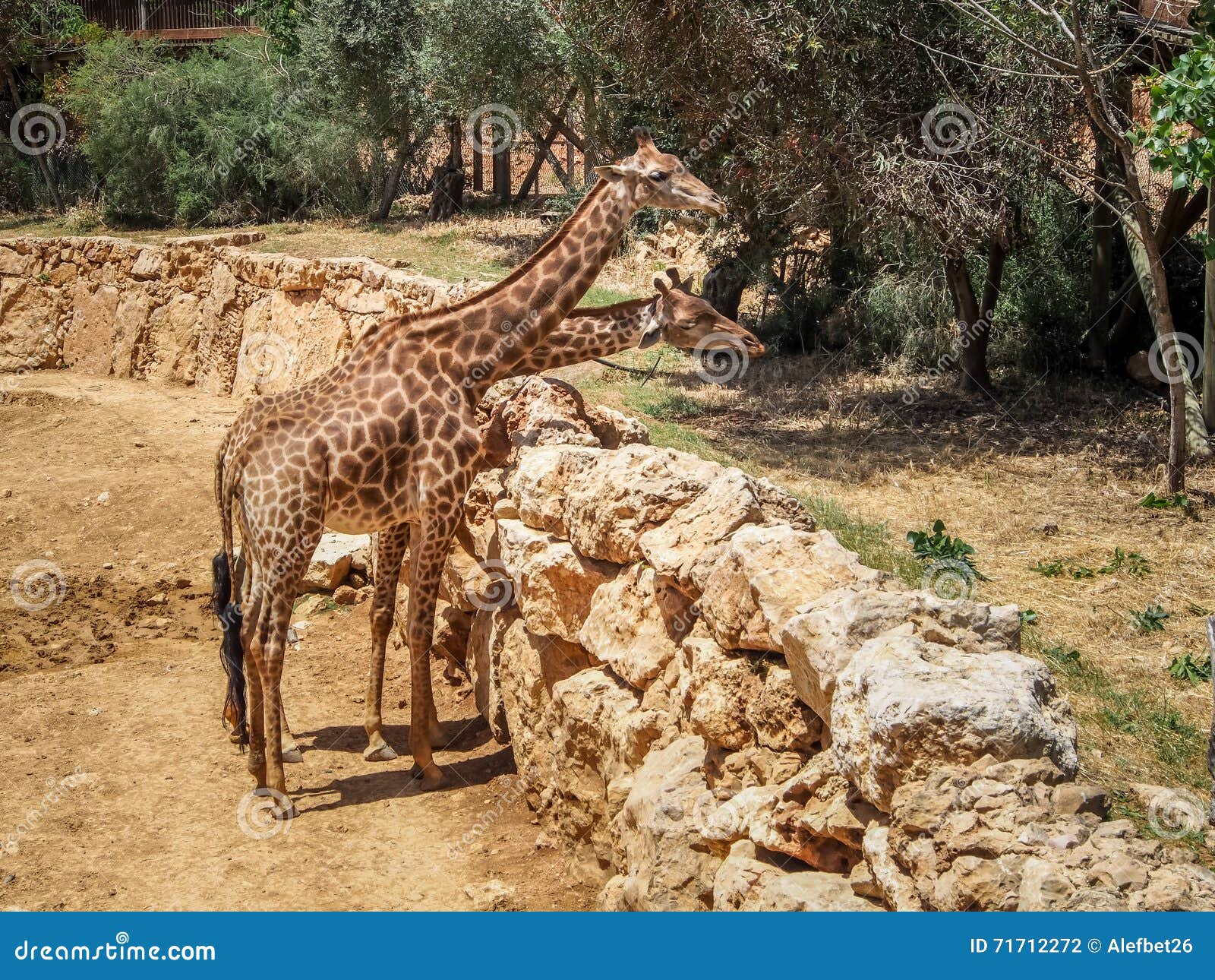 Giraffes, Jerusalem Biblical Zoo in Israel Stock Photo - Image of park ...