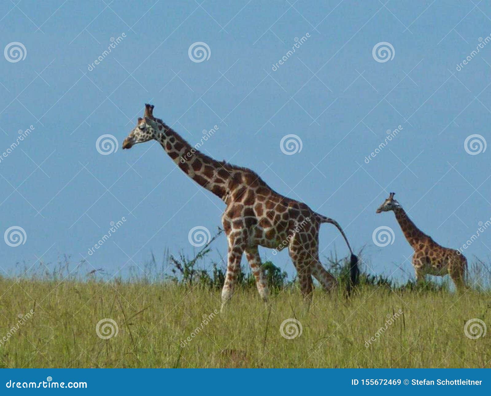 Giraffes in Kenya at Summer Stock Image - Image of masai, plain: 155672469