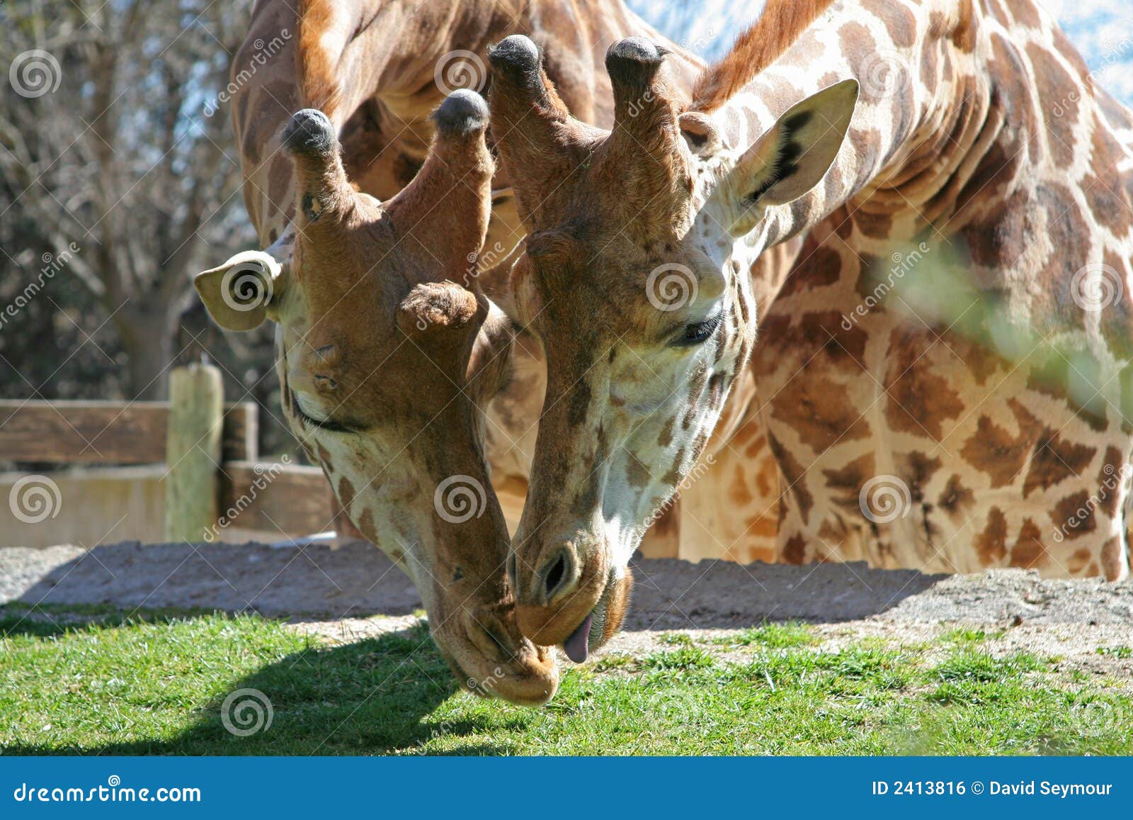 Giraffes Kissing stock photo. Image of mammals, safari - 2413816