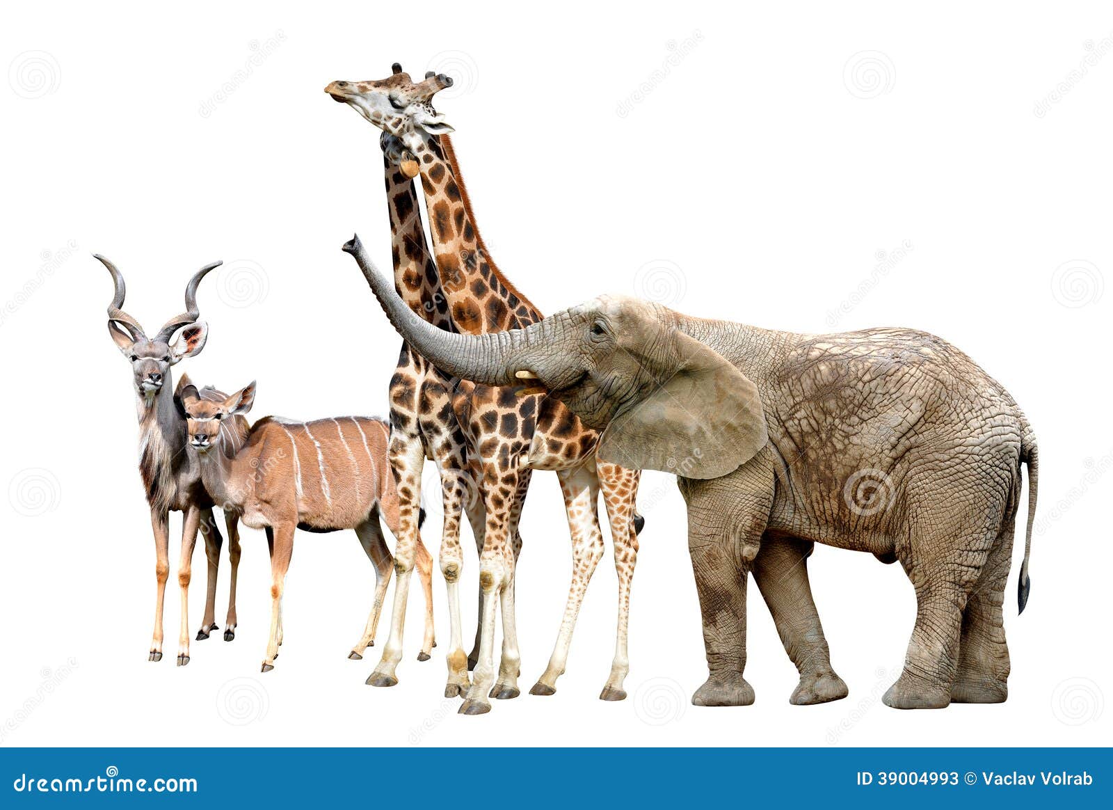 Giraffes With Kudu Royalty-Free Stock Photo | CartoonDealer.com #47306295