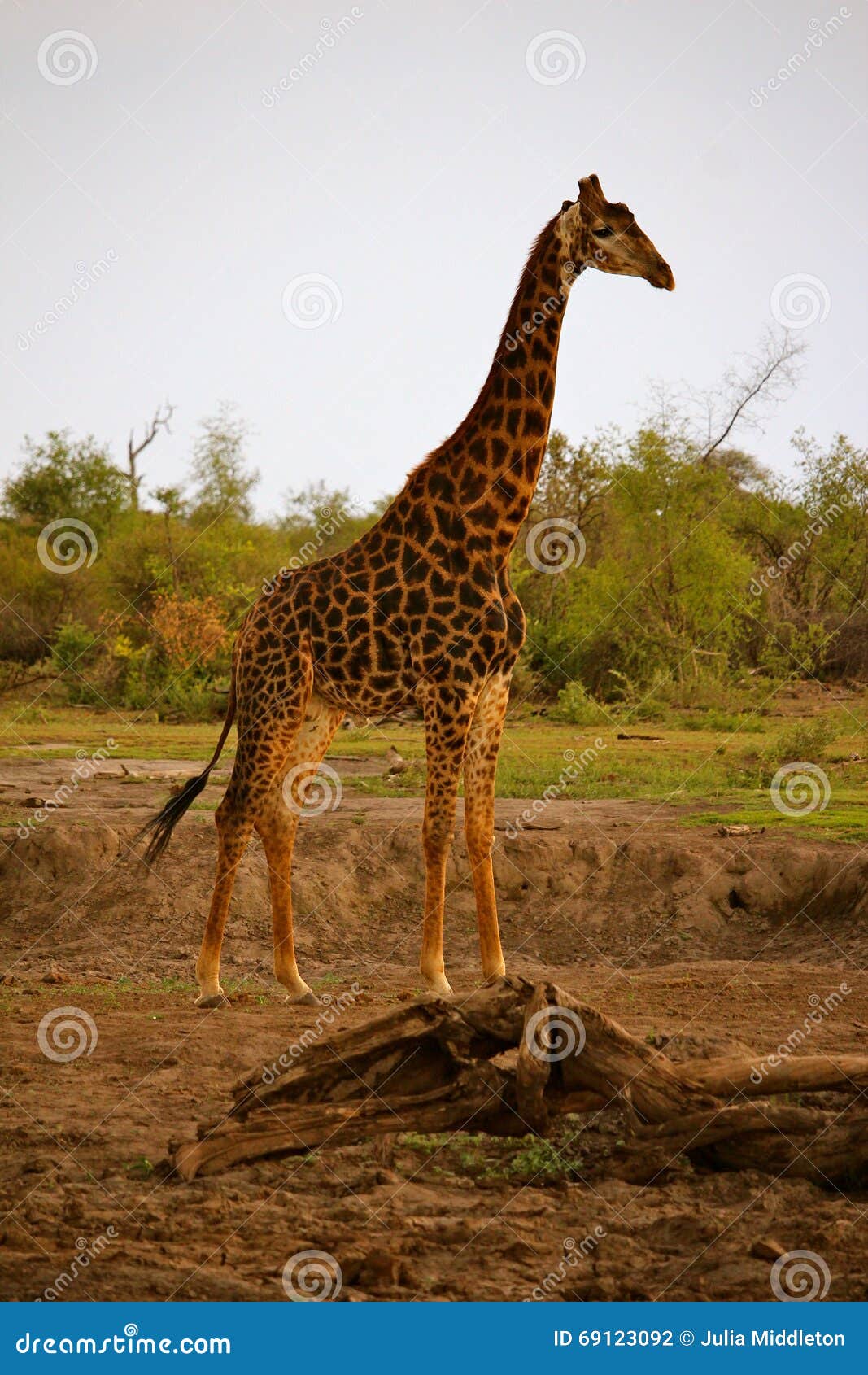 Giraffes in namibia stock photo. Image of africa, safari - 69123092