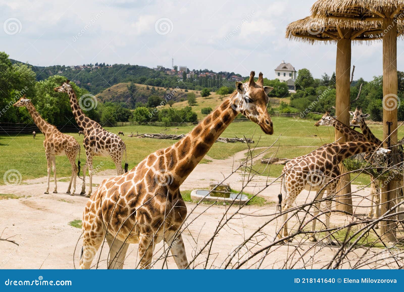 Giraffes at an Open Range Zoo. Giraffe Feeding. Stock Photo - Image of ...