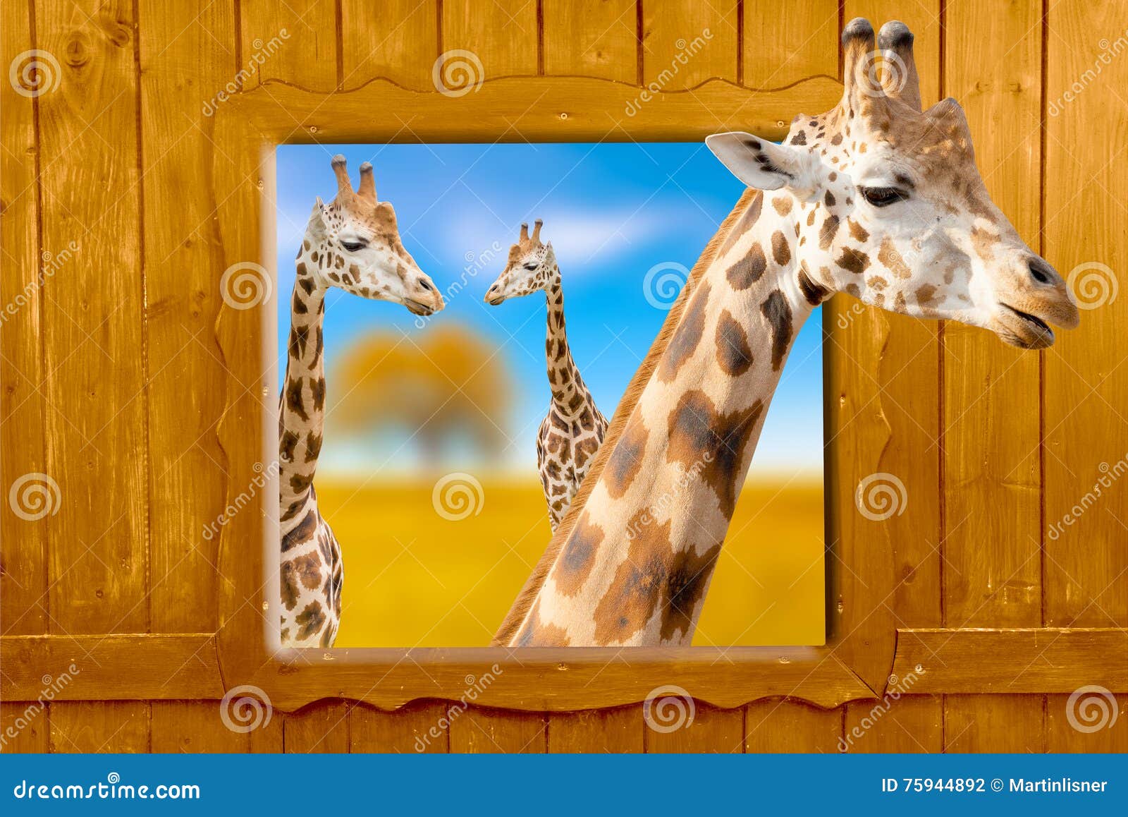 Giraffes Outside the Window Stock Photo - Image of background, giraffes ...