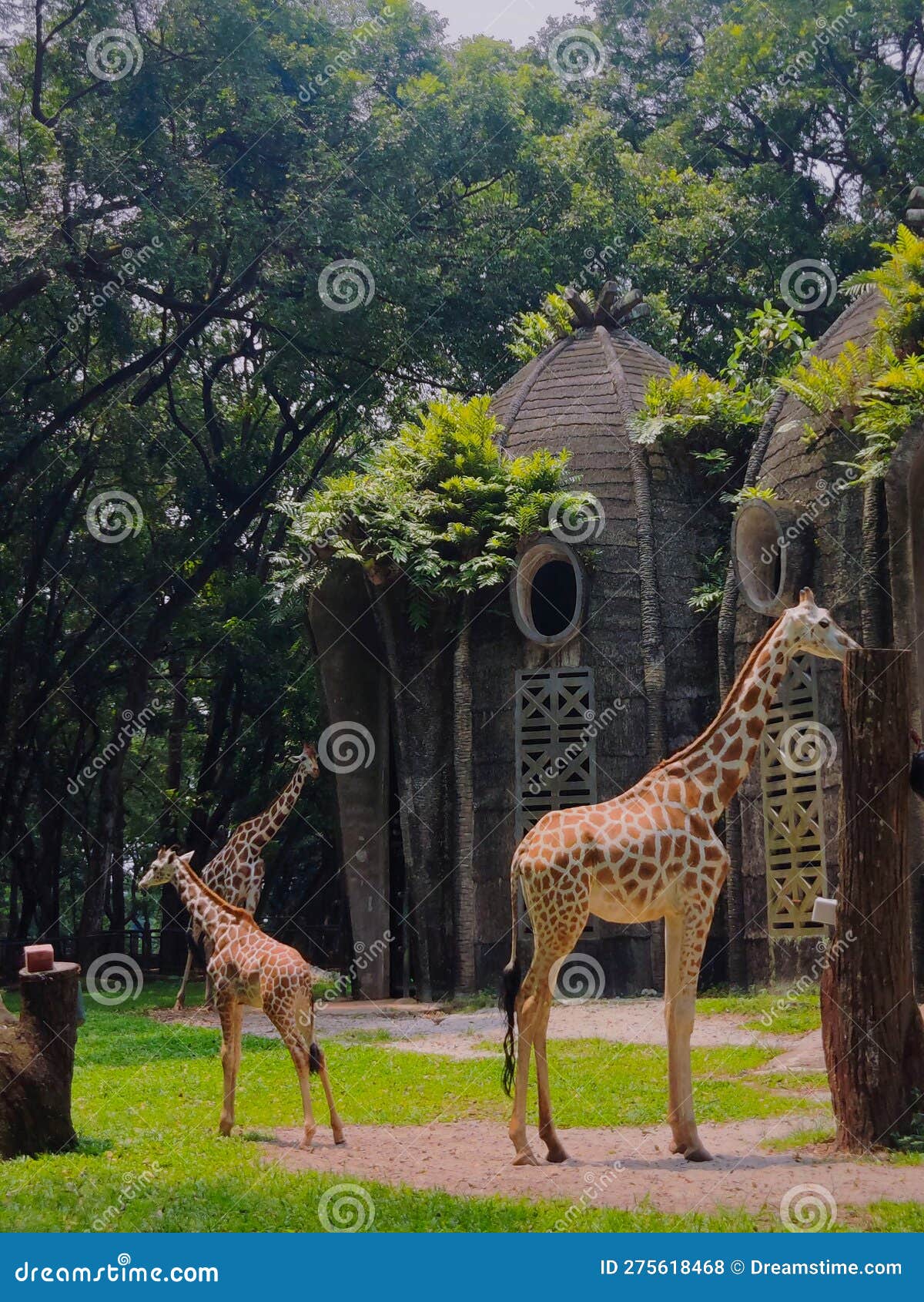 Giraffes at the Ragunan Zoo Stock Photo - Image of ragunan, nature ...