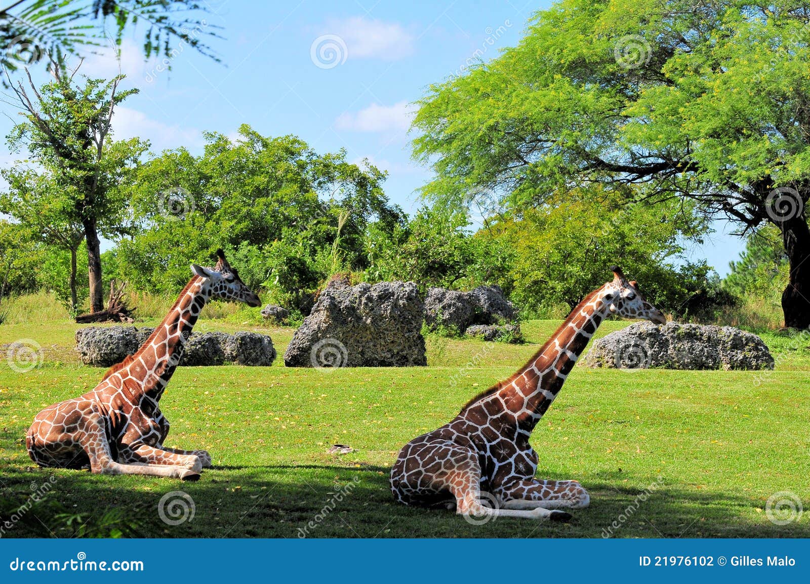 Giraffes Resting stock photo. Image of nature, branches - 21976102